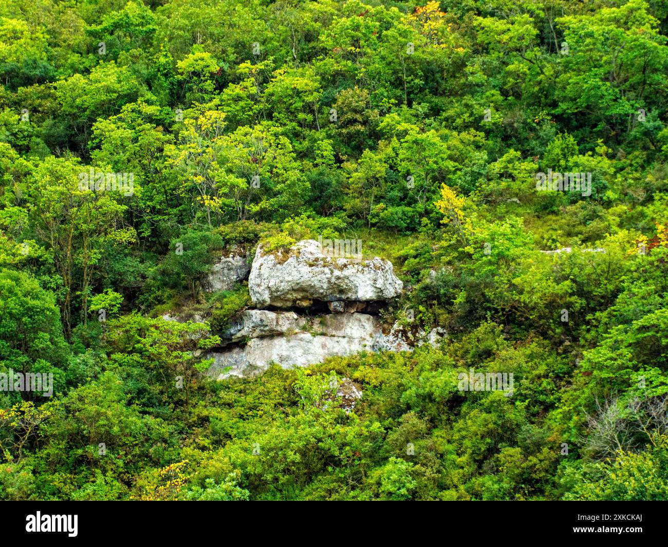 Cave entrance with tree hi-res stock photography and images - Alamy