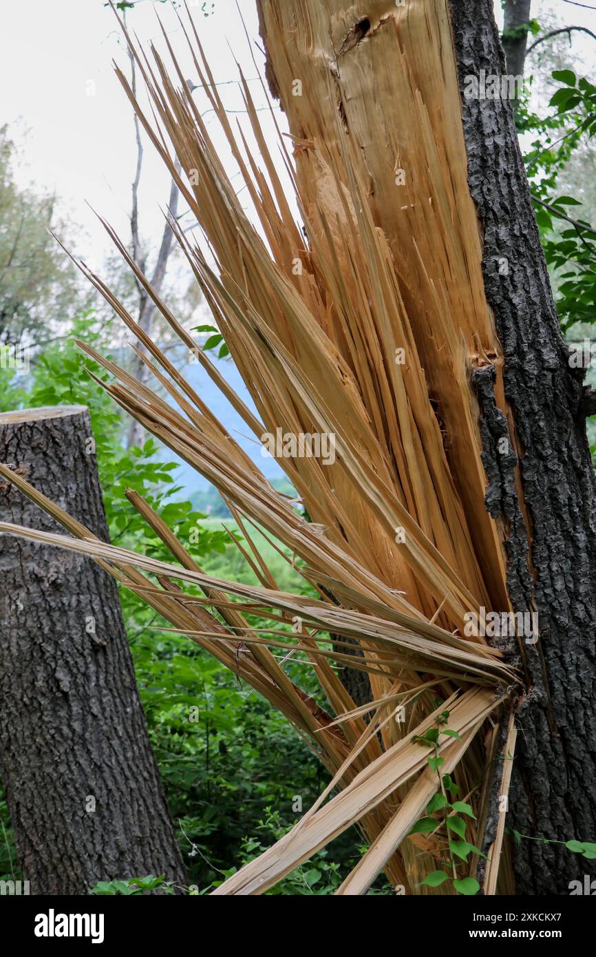 tree trunk split in the middle by lightning flash (dead damaged trees ...