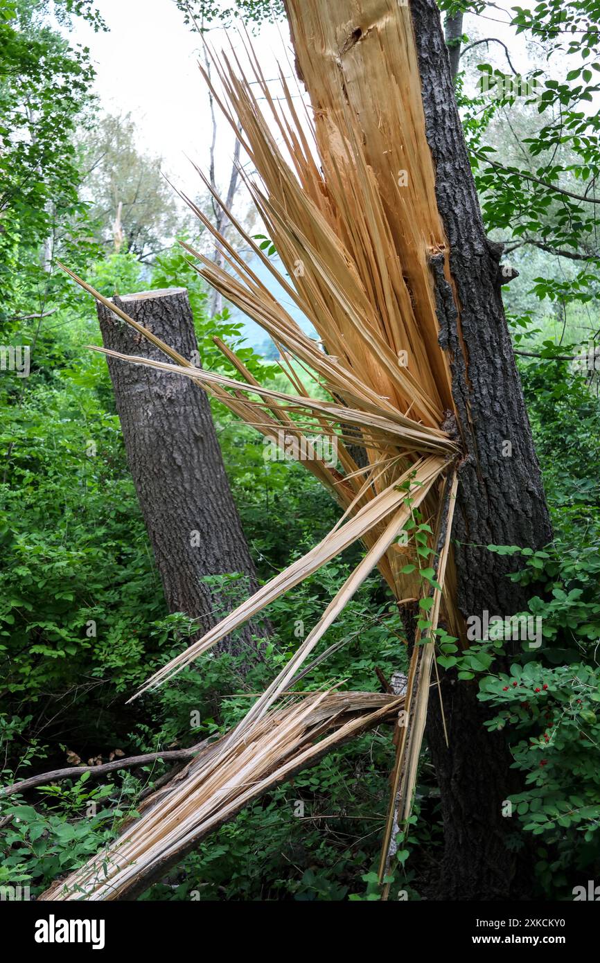 Shards of wood hi-res stock photography and images - Alamy
