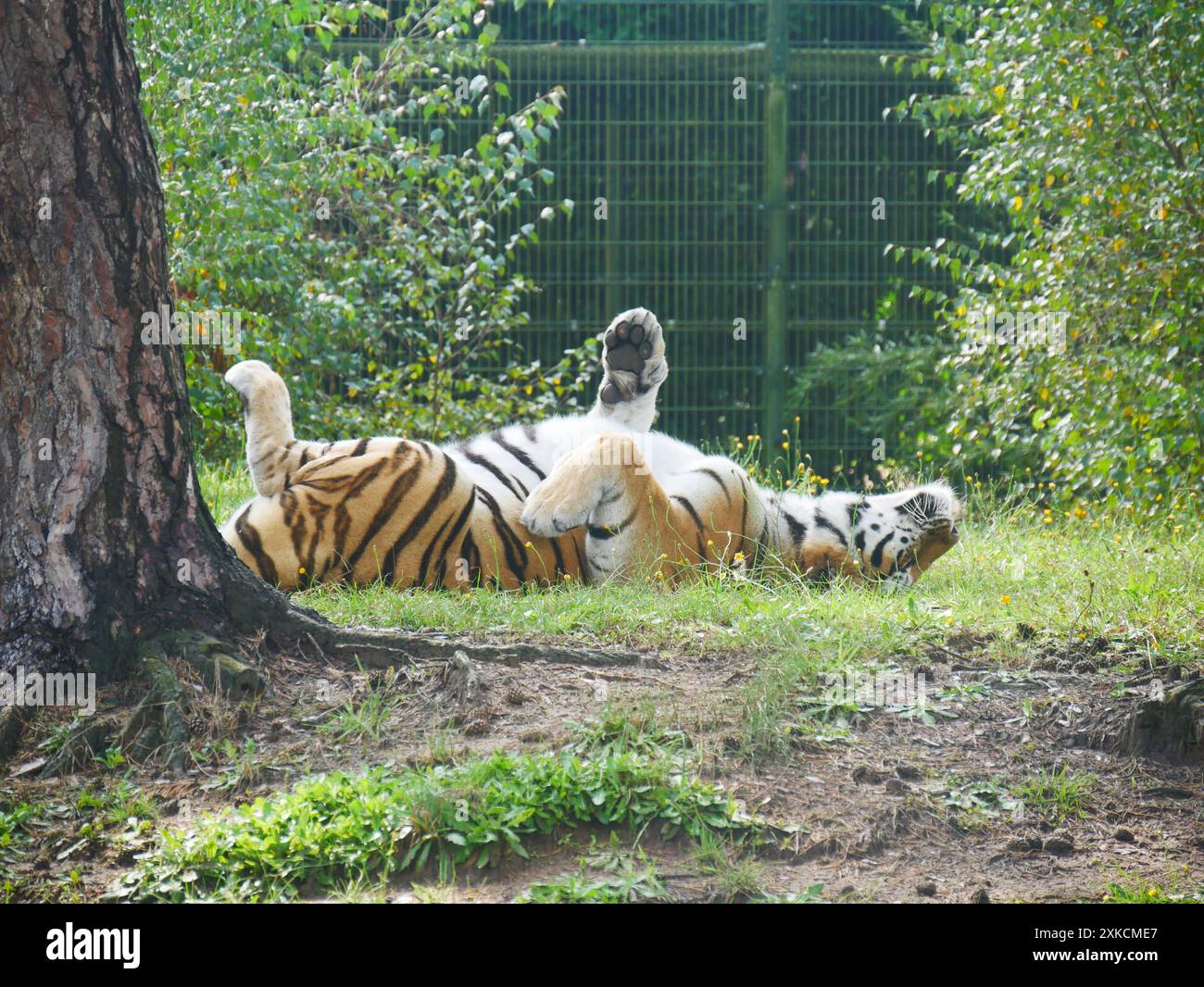 Tiger (Panthera tigris) rolling around in the grass Stock Photo - Alamy