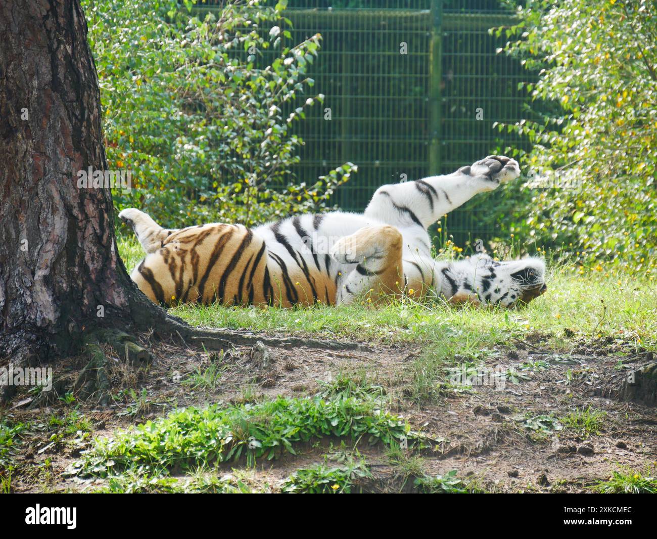 Tiger (Panthera tigris) rolling around in the grass Stock Photo - Alamy