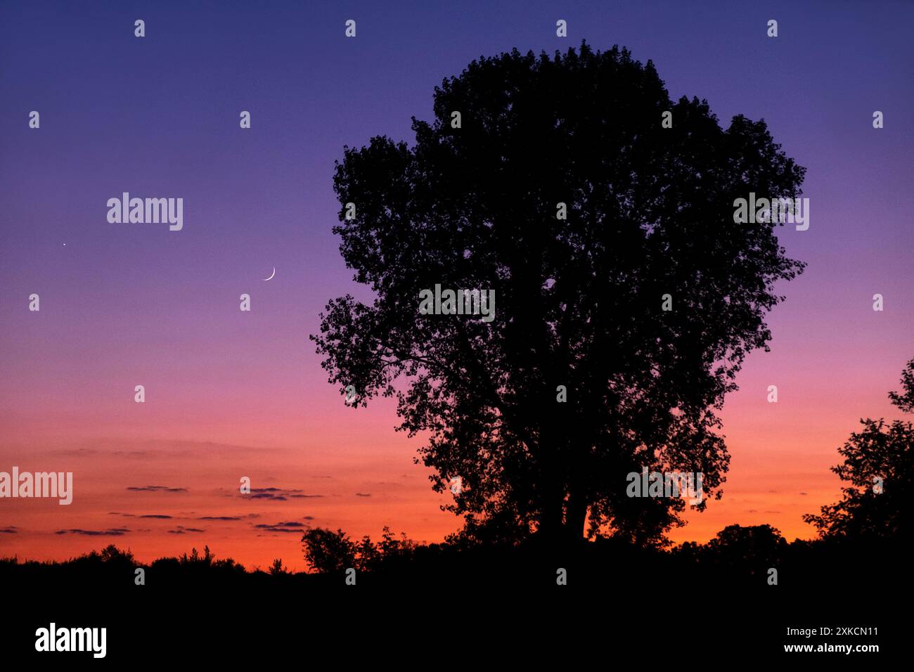 Crescent moon and oak tree in the sky at dusk, Wyalusing State Park ...