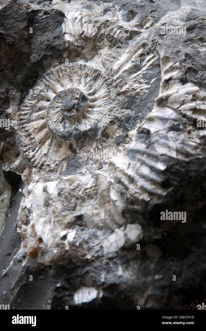 Detail close up of an Ammonite fossil. Found on the beach at Osmington ...