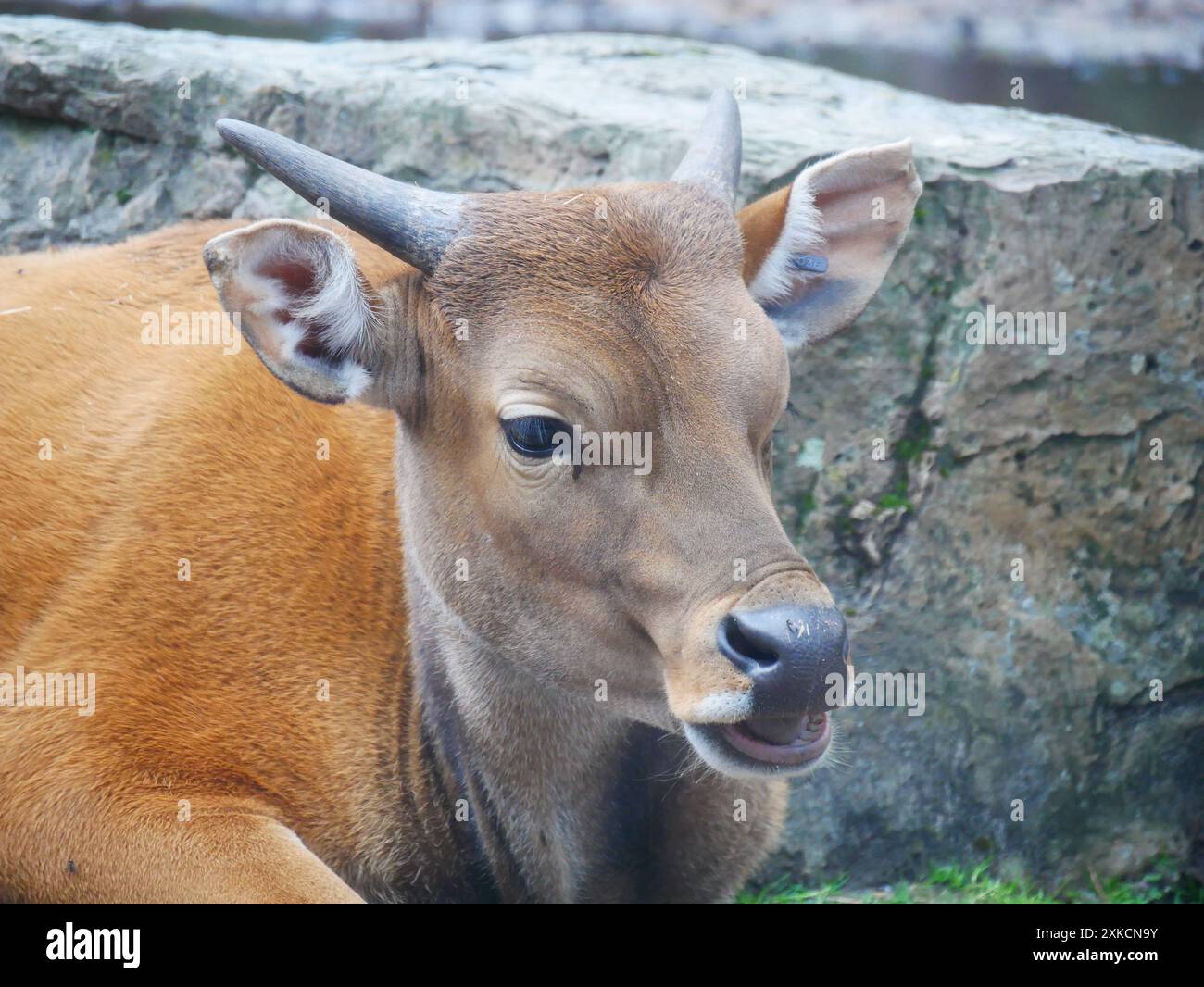 Bos javanicus hi-res stock photography and images - Alamy