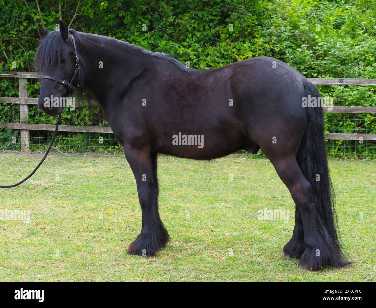A rare breed Dales pony stands up Stock Photo - Alamy