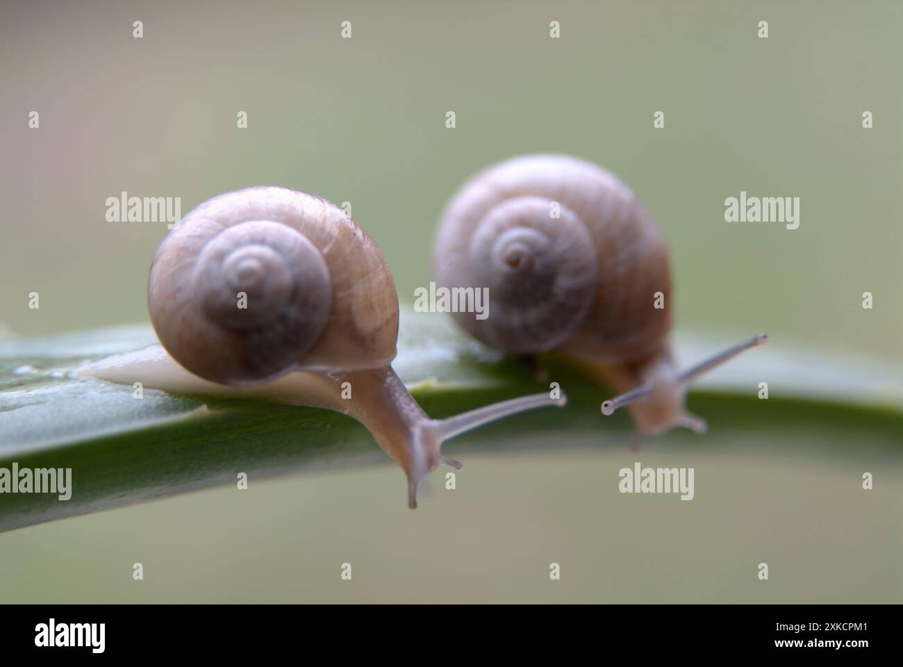 Common garden snails (mollusk gastropod "Helix aspera") climbing an ...
