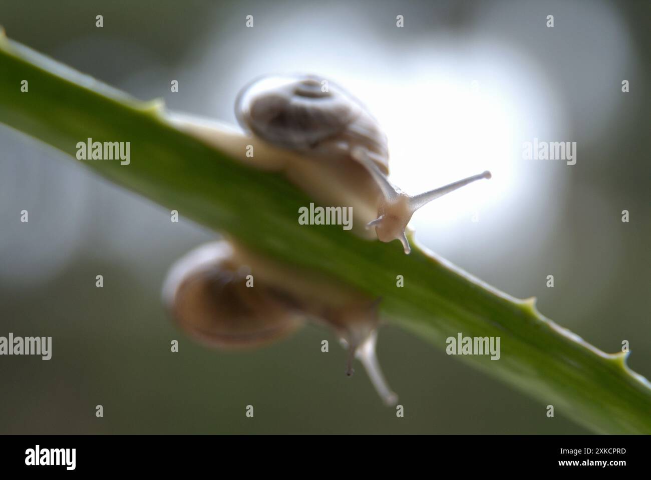 Common garden snails (mollusk gastropod "Helix aspera") climbing an ...