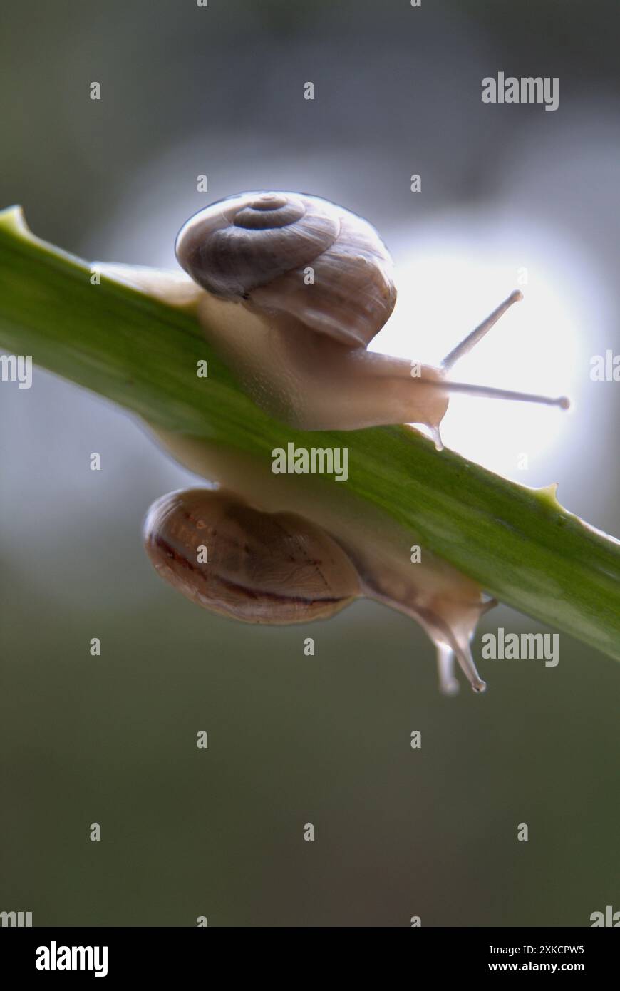 Common garden snails (mollusk gastropod "Helix aspera") climbing an ...