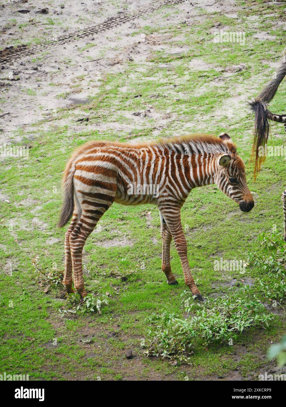 Young grevy's zebra hi-res stock photography and images - Alamy
