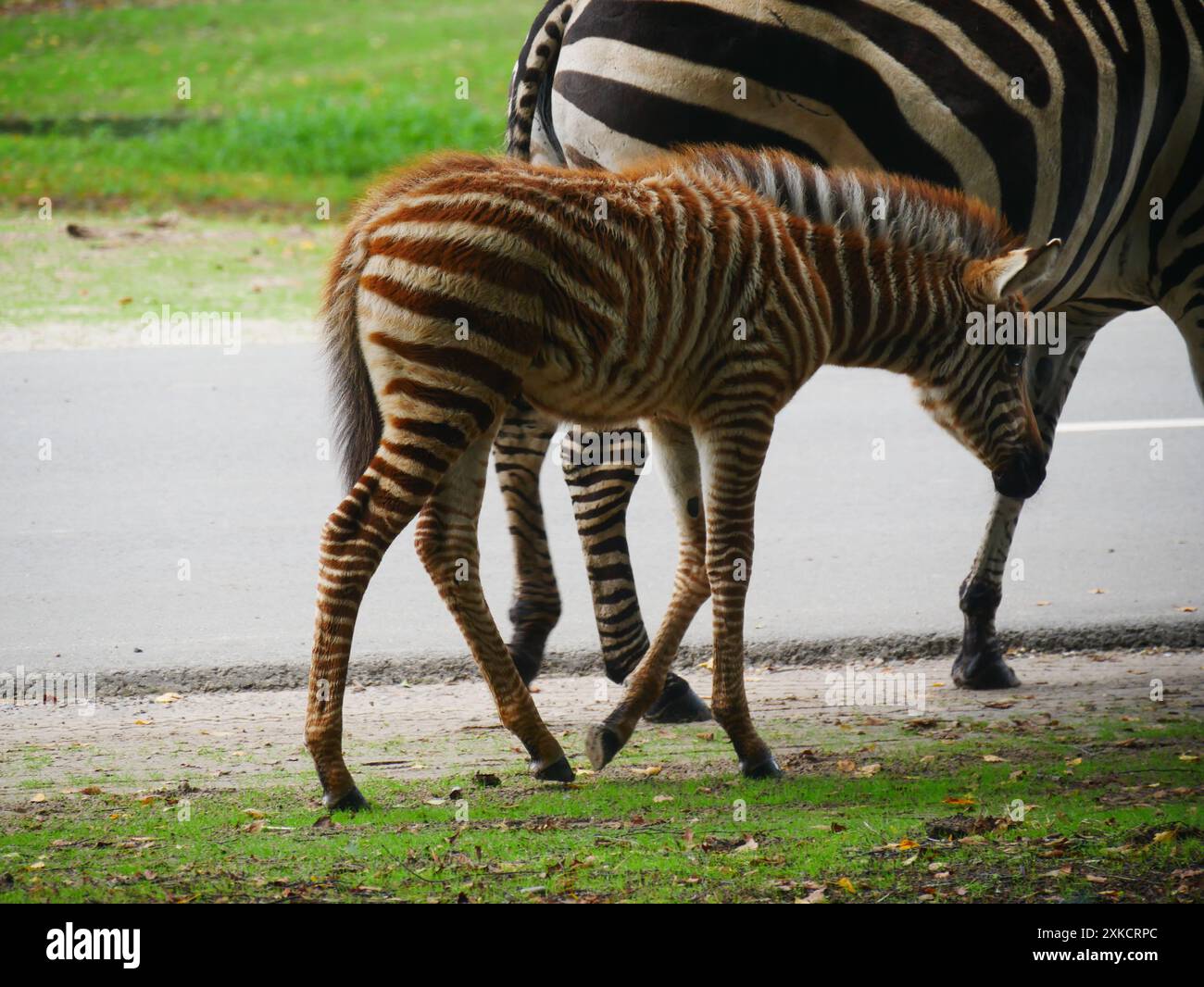Young grevys zebra hi-res stock photography and images - Alamy