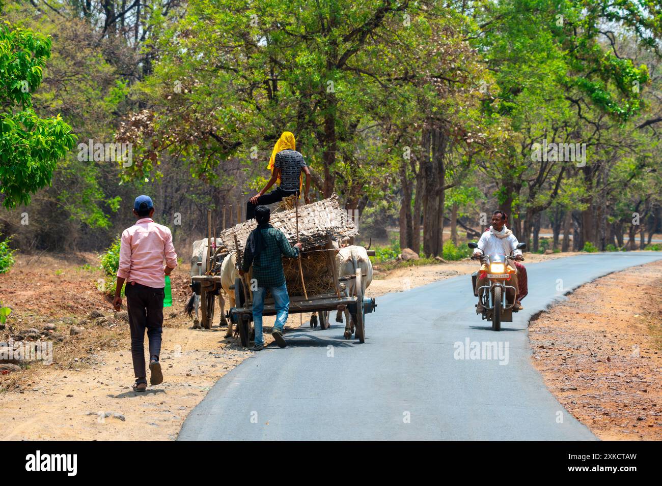 bullock cart on the road in Jaipur Rajasthan Stock Photo - Alamy