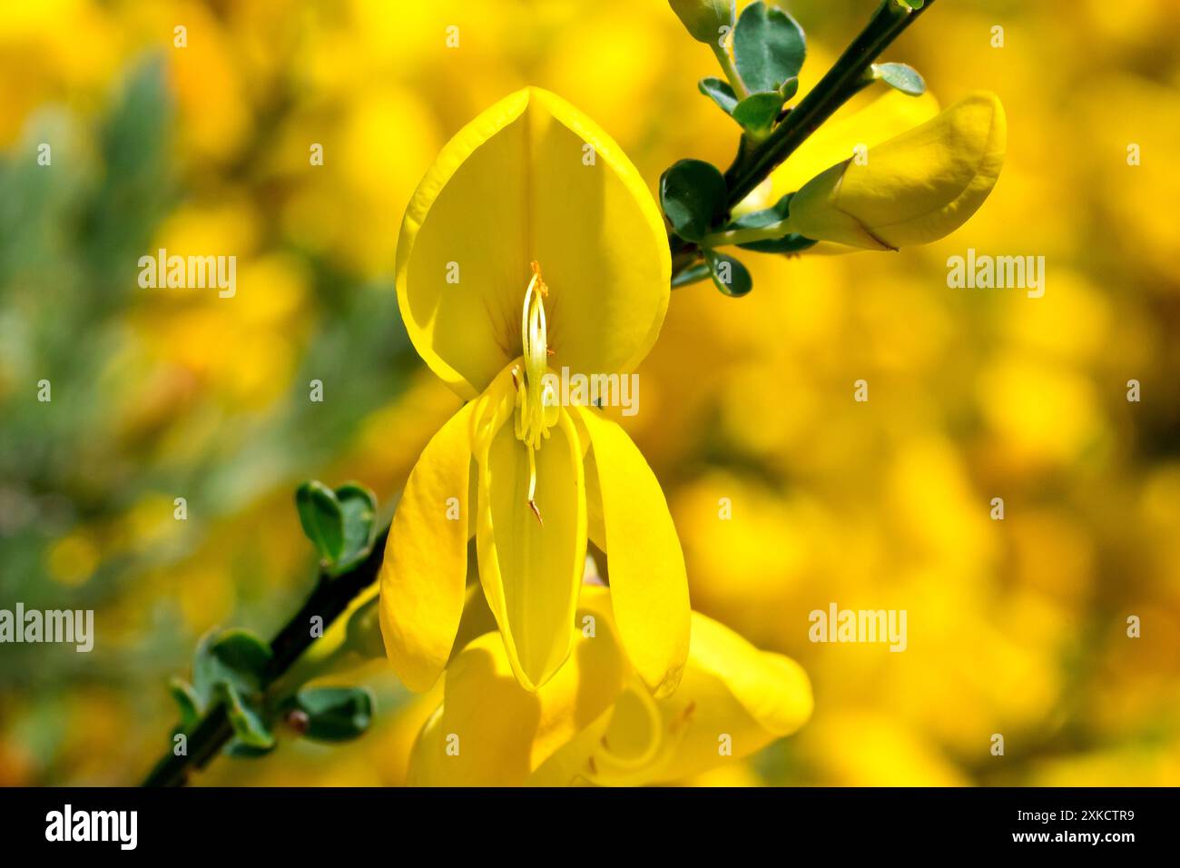Broom (cytisus scoparius), close up focusing on a single yellow flower ...