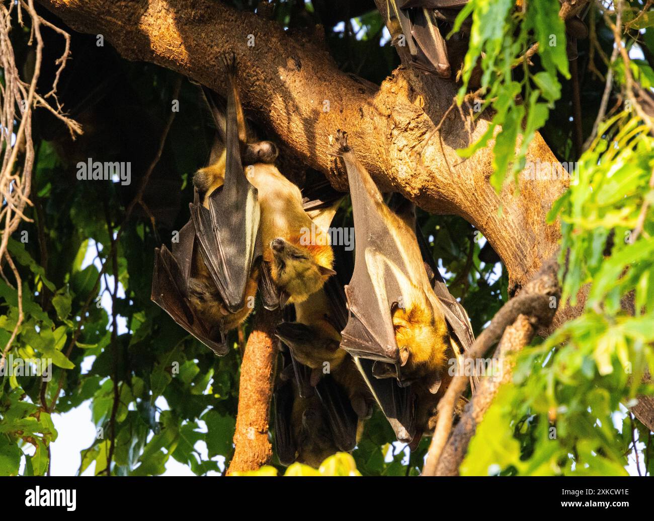 Large numbers of Pemba Flying Foxes, Africa's largest fruit bats ...