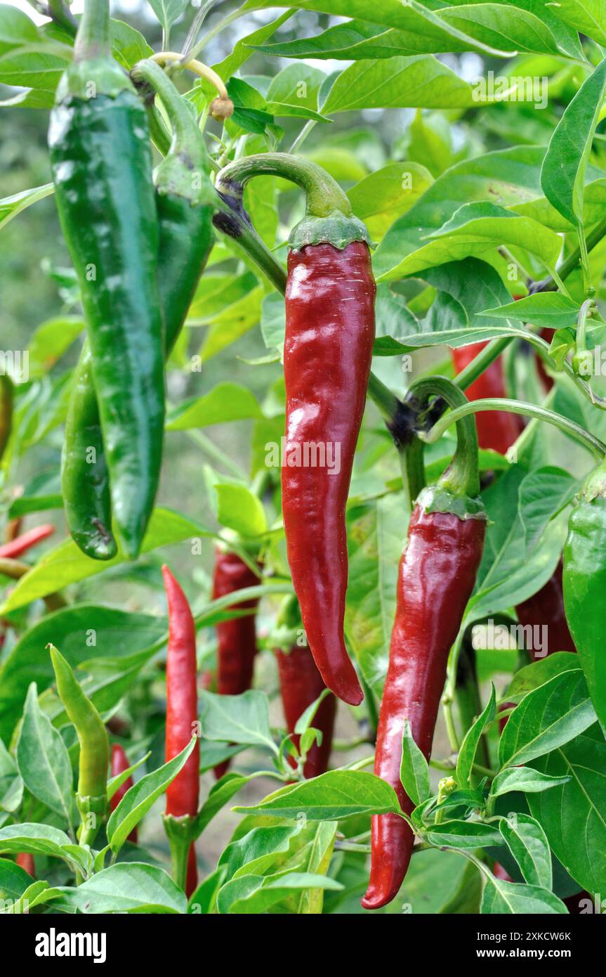 close-up of growing and ripening organic chili peppers plantation in ...