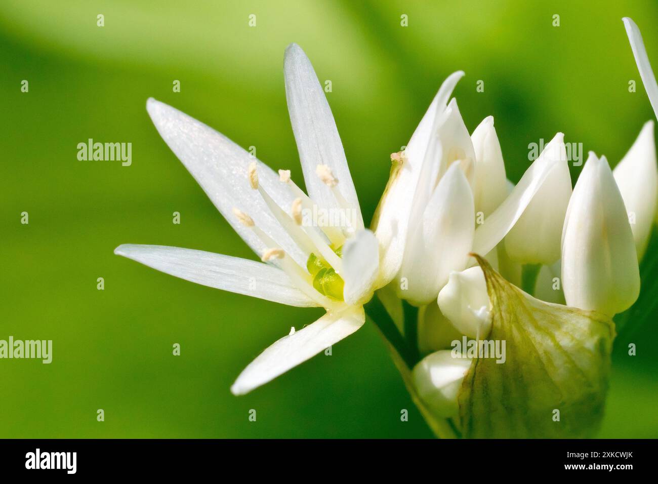 Ramsons or Wild Garlic (allium ursinum), close up of a single white ...