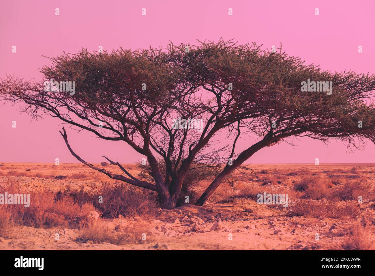 Tree growth in desert. View of a desert during sunrise Stock Photo - Alamy