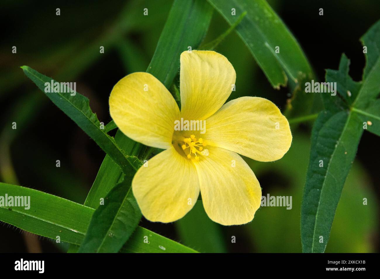 A small delicate straggling plant in the long grass, the Small Yellow ...
