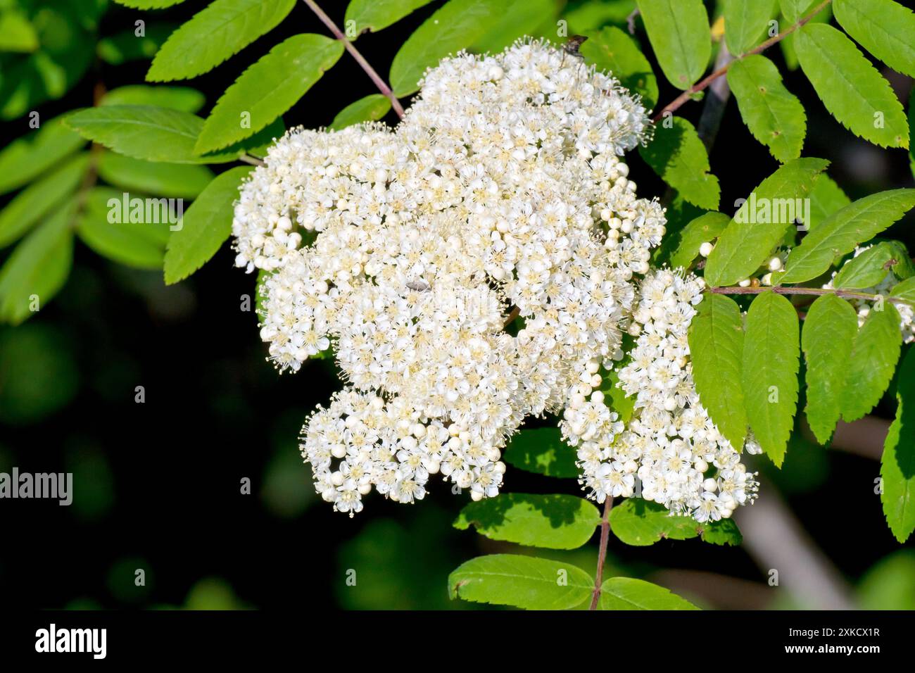 Rowan or Mountain Ash (sorbus aucuparia), close up of a spray of the ...