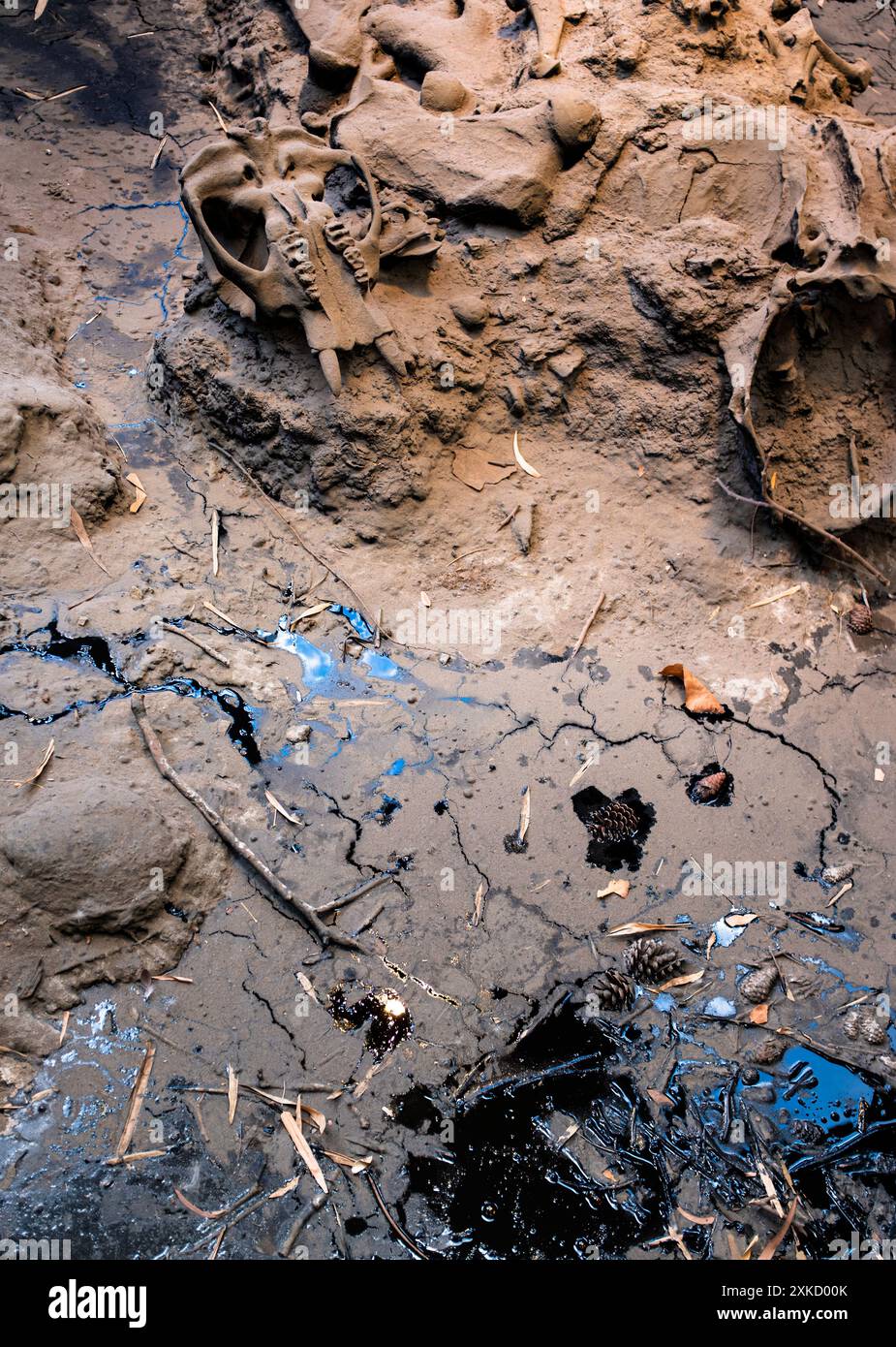 Exposed fossil deposits on display in an open tar pit at the La Brea ...