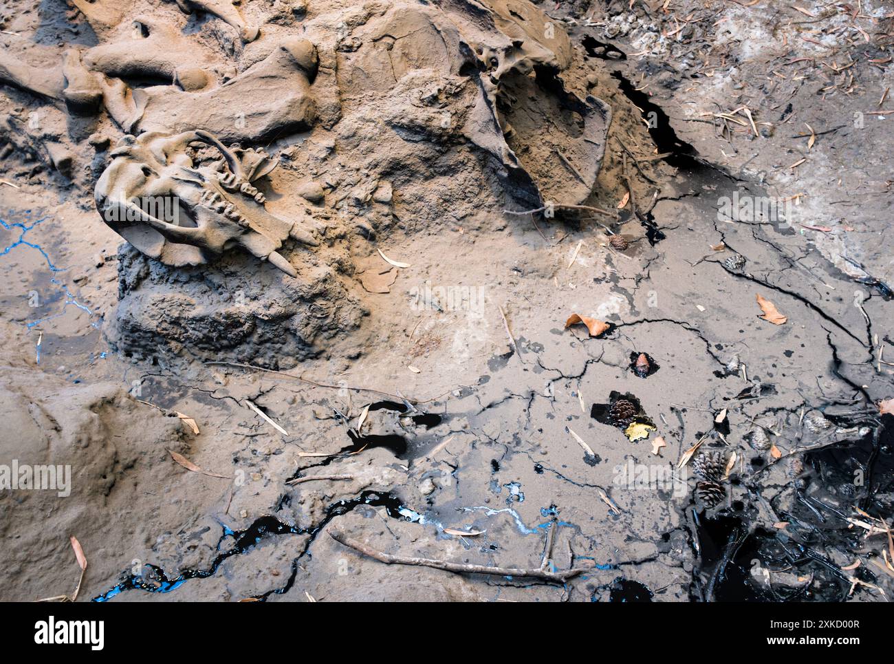 Exposed fossil deposits on display in an open tar pit at the La Brea ...