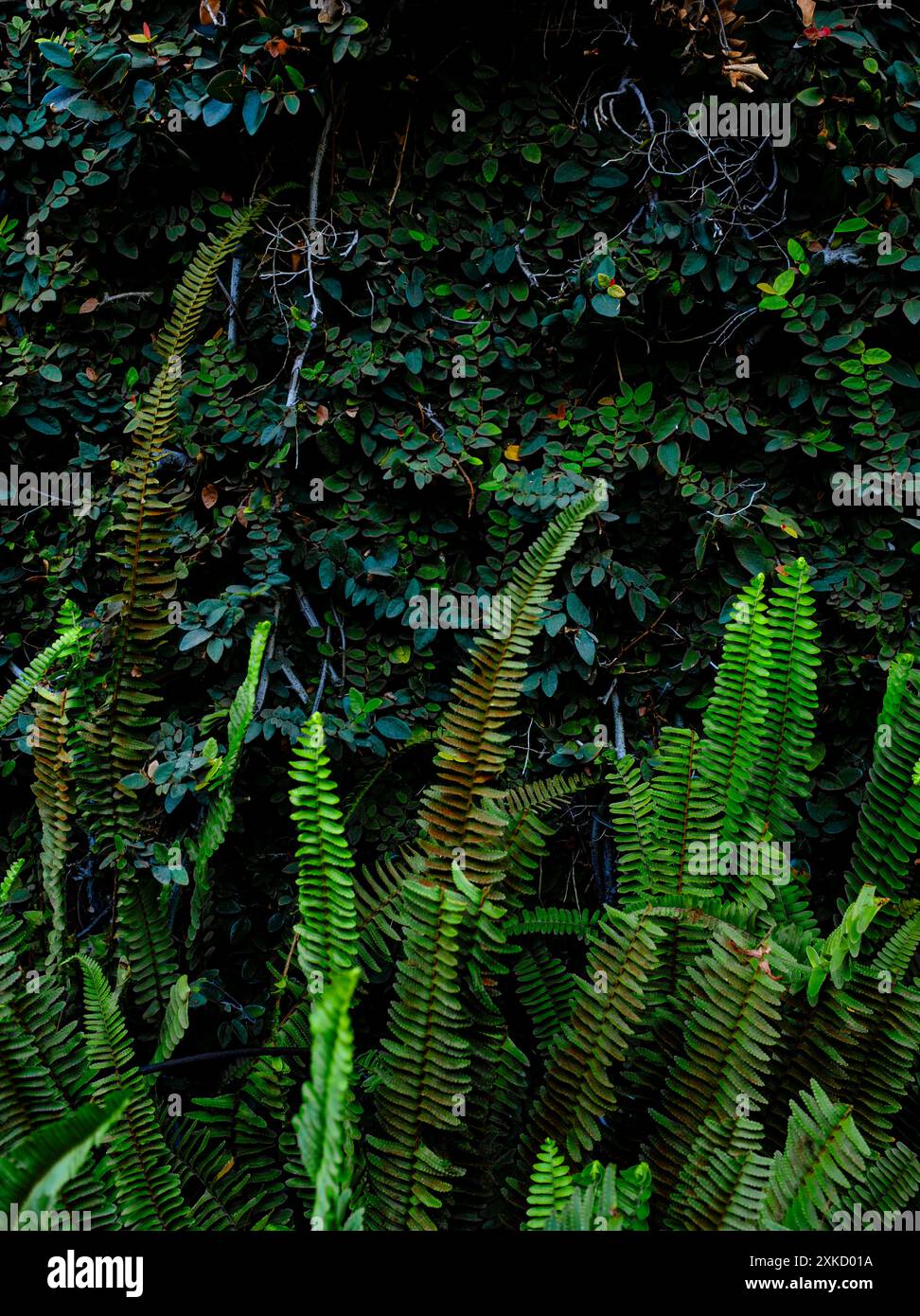 Lush vivid green ferns and vines growing in the interior courtyard ...