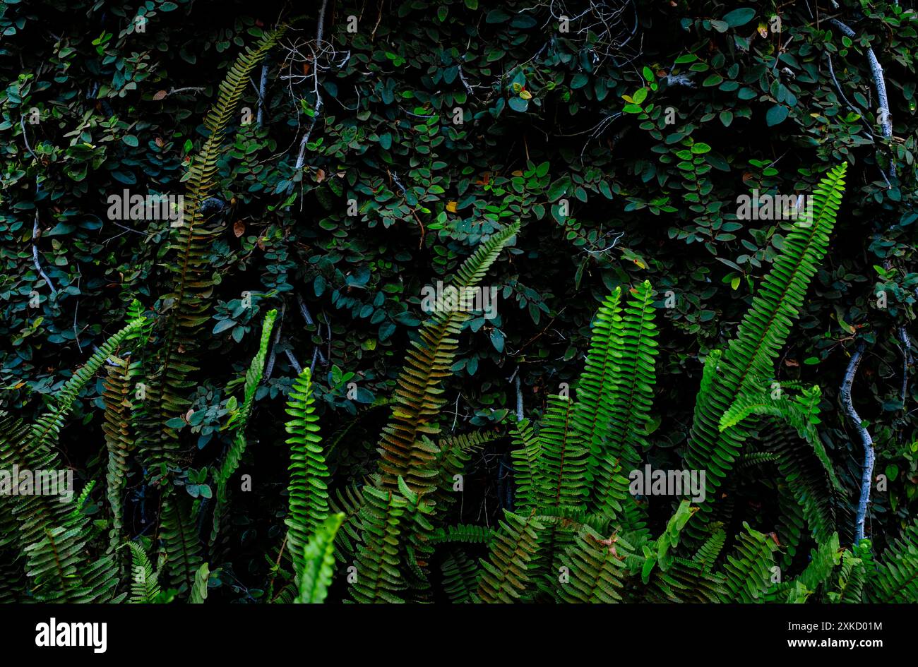 Lush vivid green ferns and vines growing in the interior courtyard ...