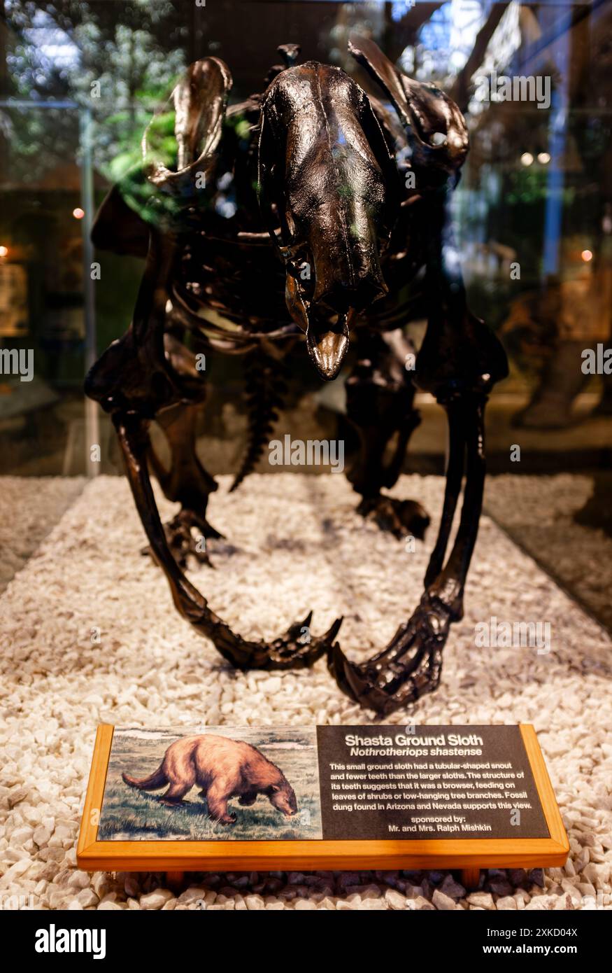 The skeleton of a Shasta Ground Sloth on display at La Brea Tar Pits ...