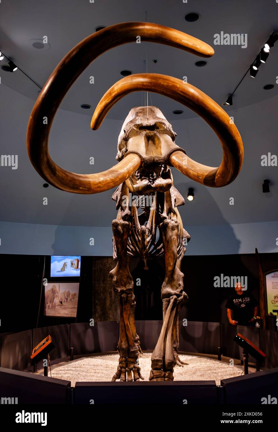 A Columbian mammoth skeleton on display at the La Brea Tar Pits Museum ...