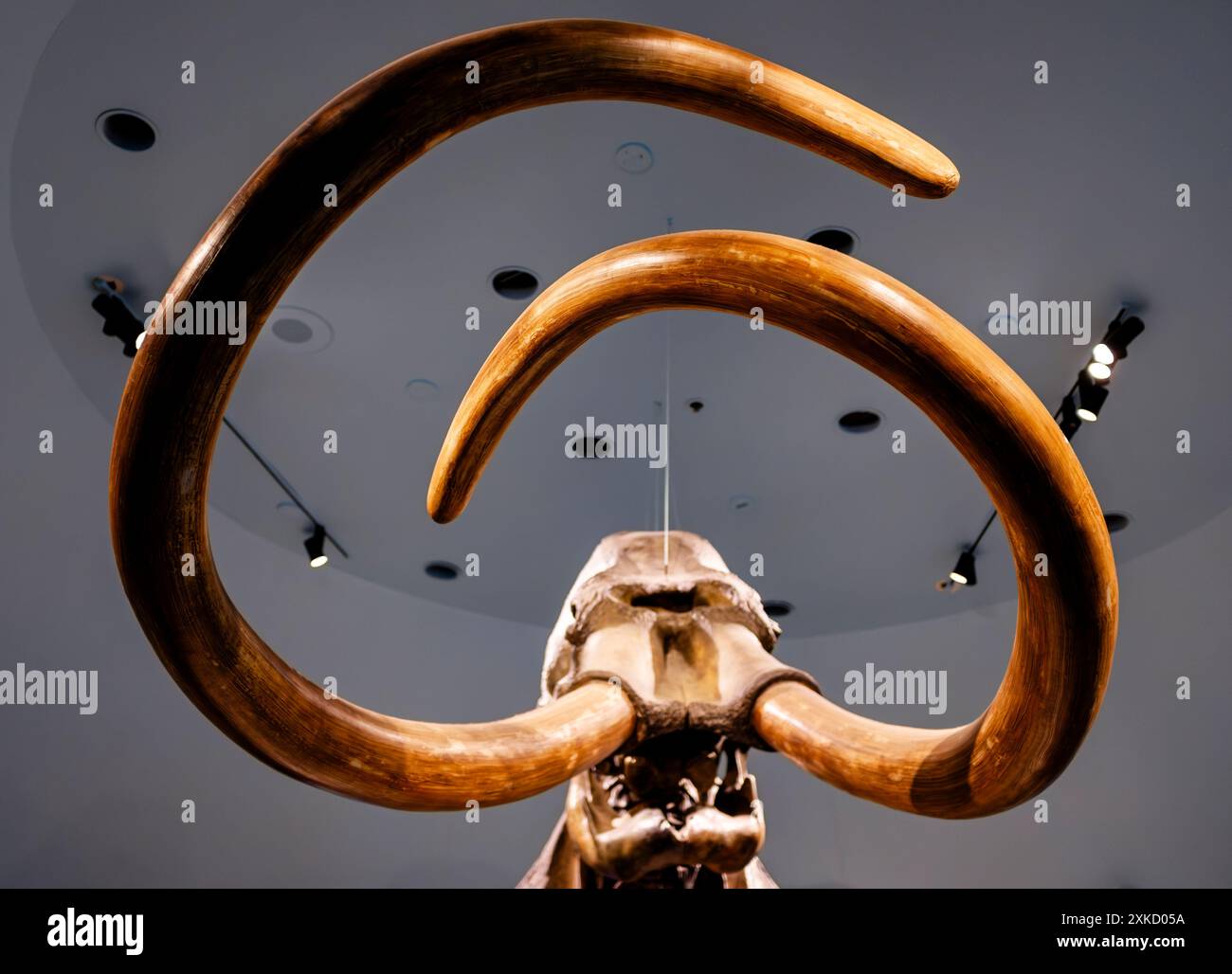 A Columbian mammoth skeleton on display at the La Brea Tar Pits Museum ...