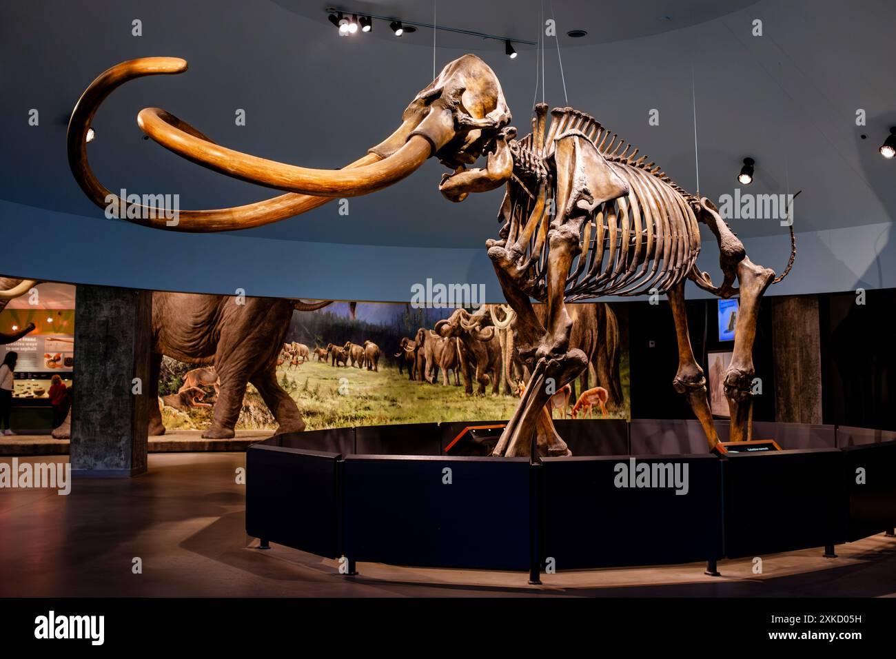 A Columbian mammoth skeleton on display at the La Brea Tar Pits Museum ...