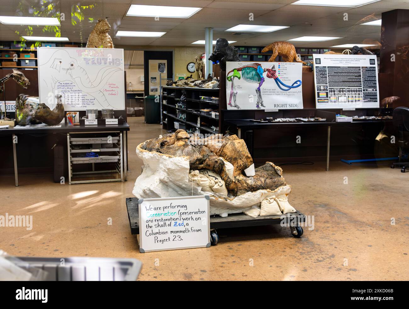 A large portion of fossilized skull of Zed a Columbian mammoth ...