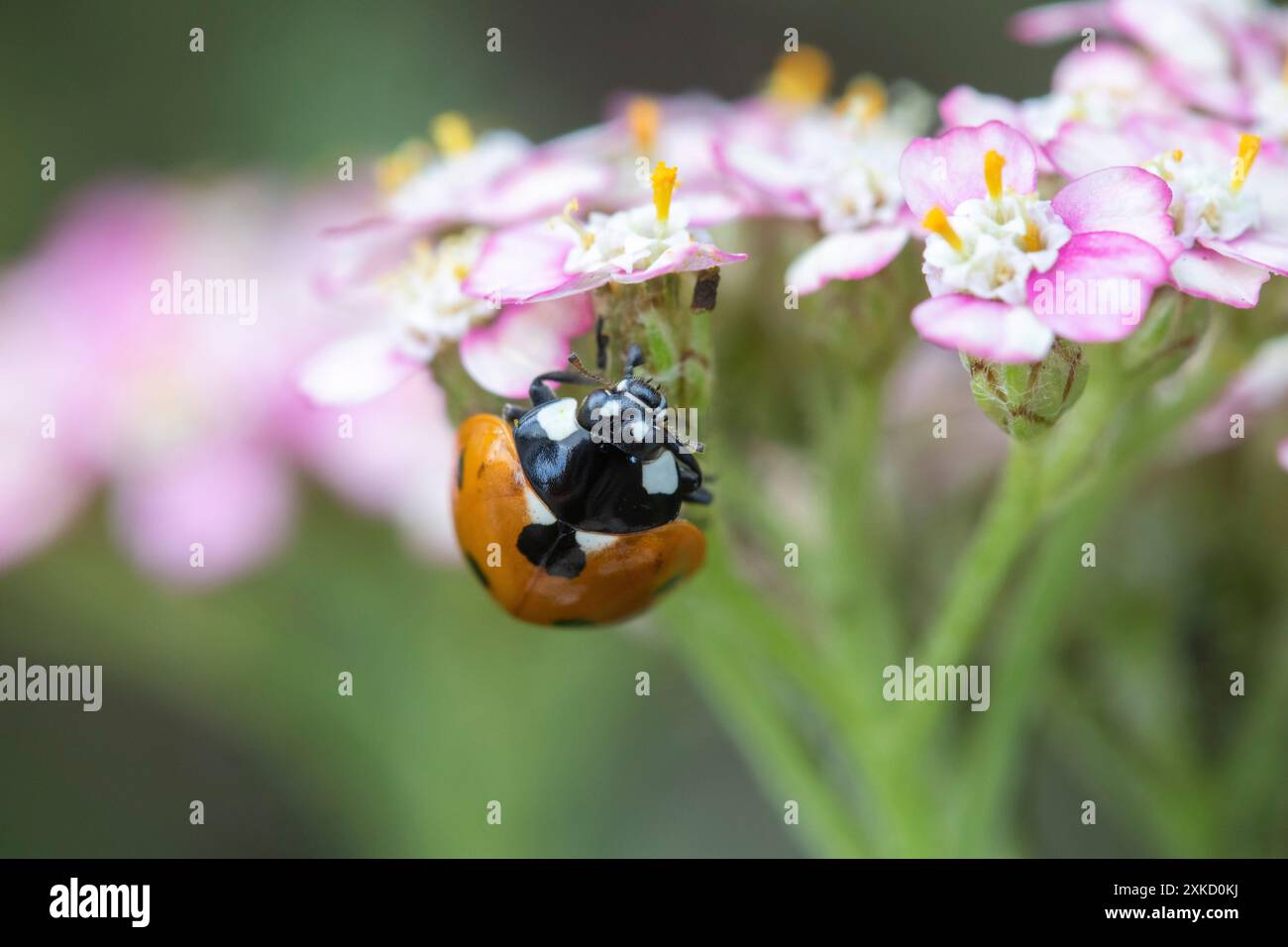 Close-up image of a Coccinella 7-punctata Seven-spot ladybird on pink ...