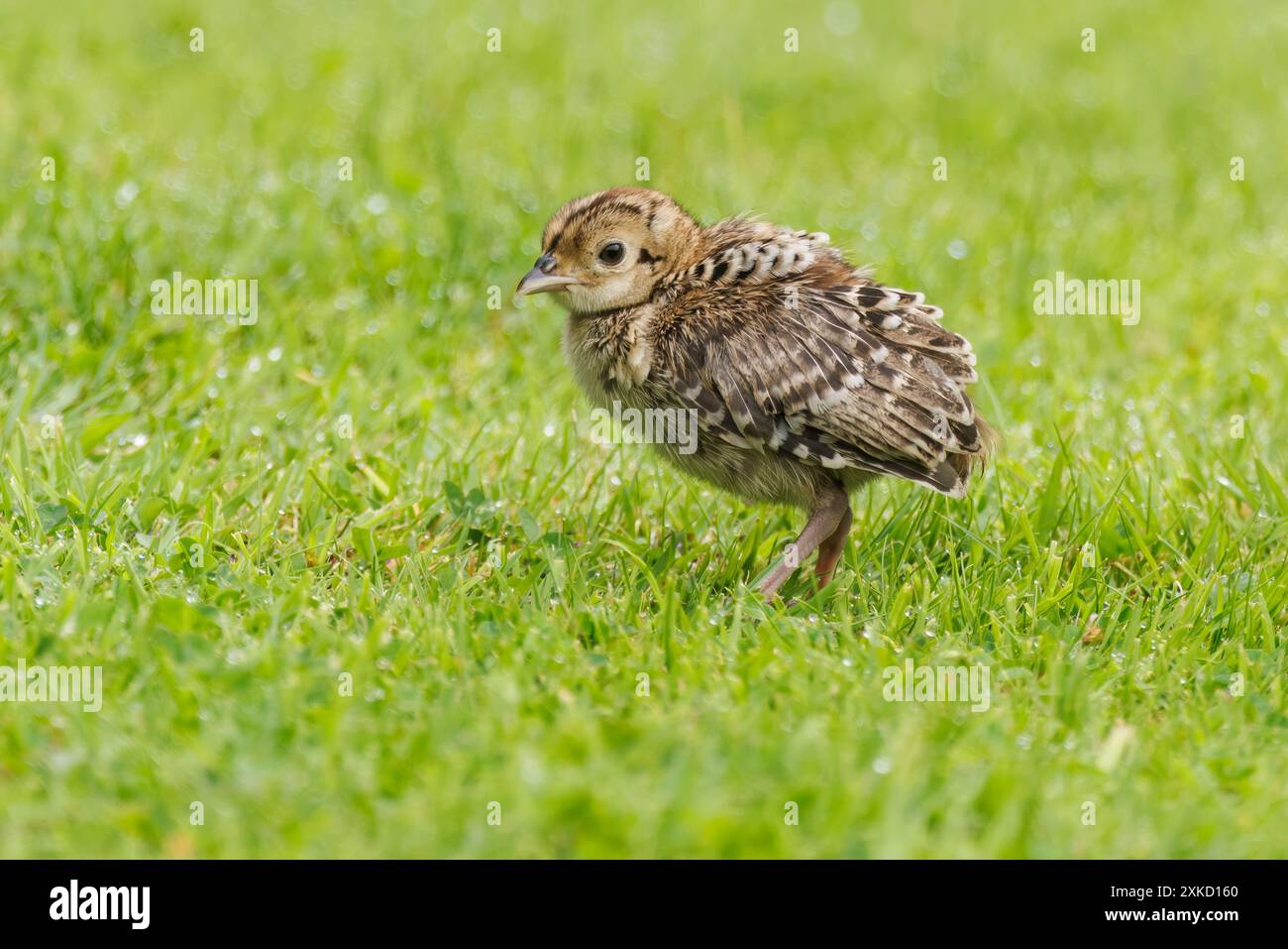 Young Pheasant chick on dewy grass Stock Photo - Alamy