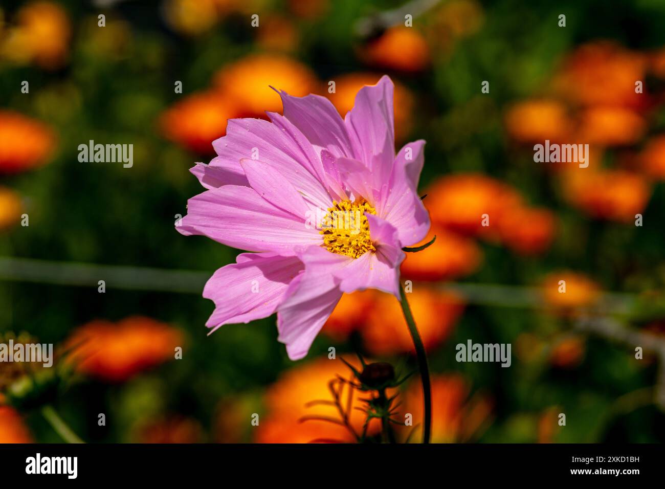 Cosmos bipinnatus, 'Capriola' Stock Photo - Alamy
