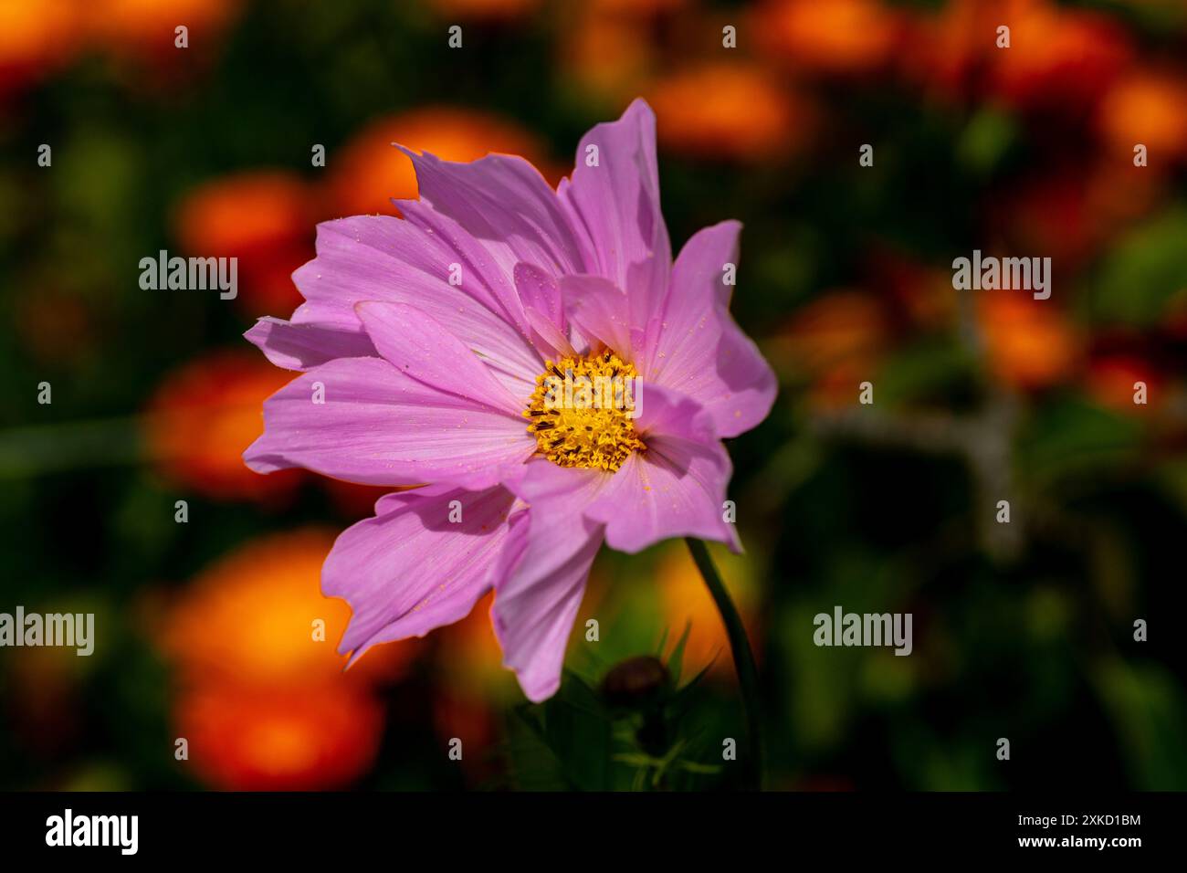 Cosmos bipinnatus, 'Capriola' Stock Photo - Alamy