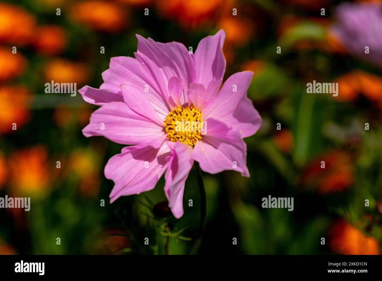 Cosmos bipinnatus, 'Capriola' Stock Photo - Alamy