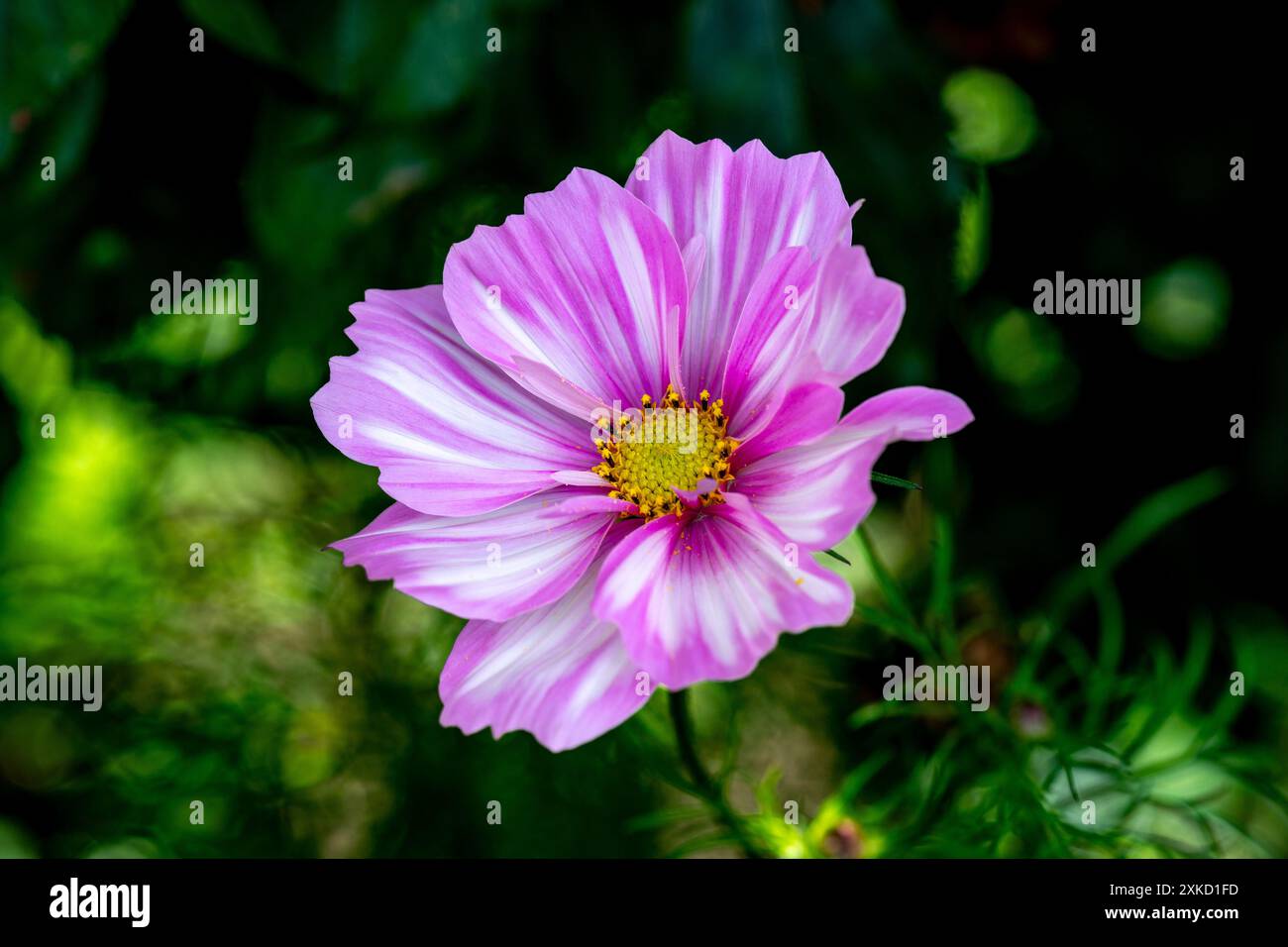 Cosmos bipinnatus, 'Capriola' Stock Photo - Alamy