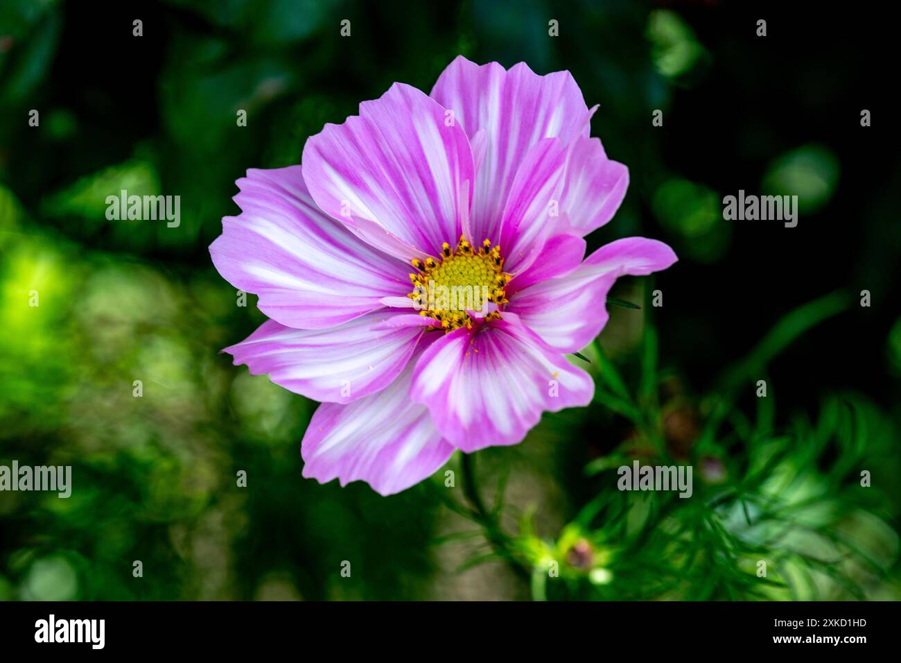 Cosmos bipinnatus, 'Capriola' Stock Photo - Alamy