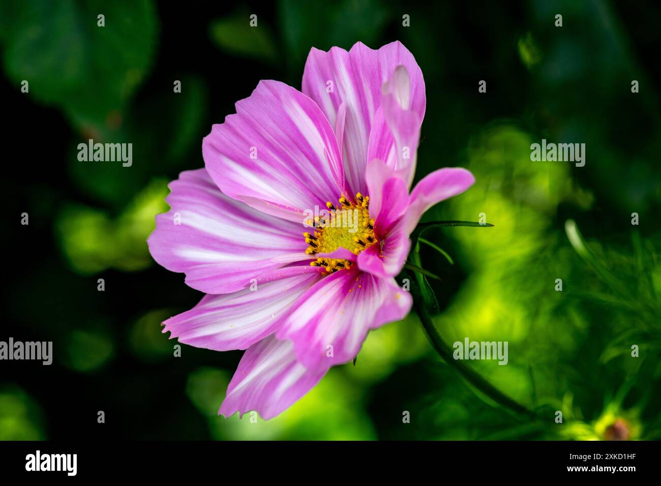 Cosmos bipinnatus, 'Capriola' Stock Photo - Alamy