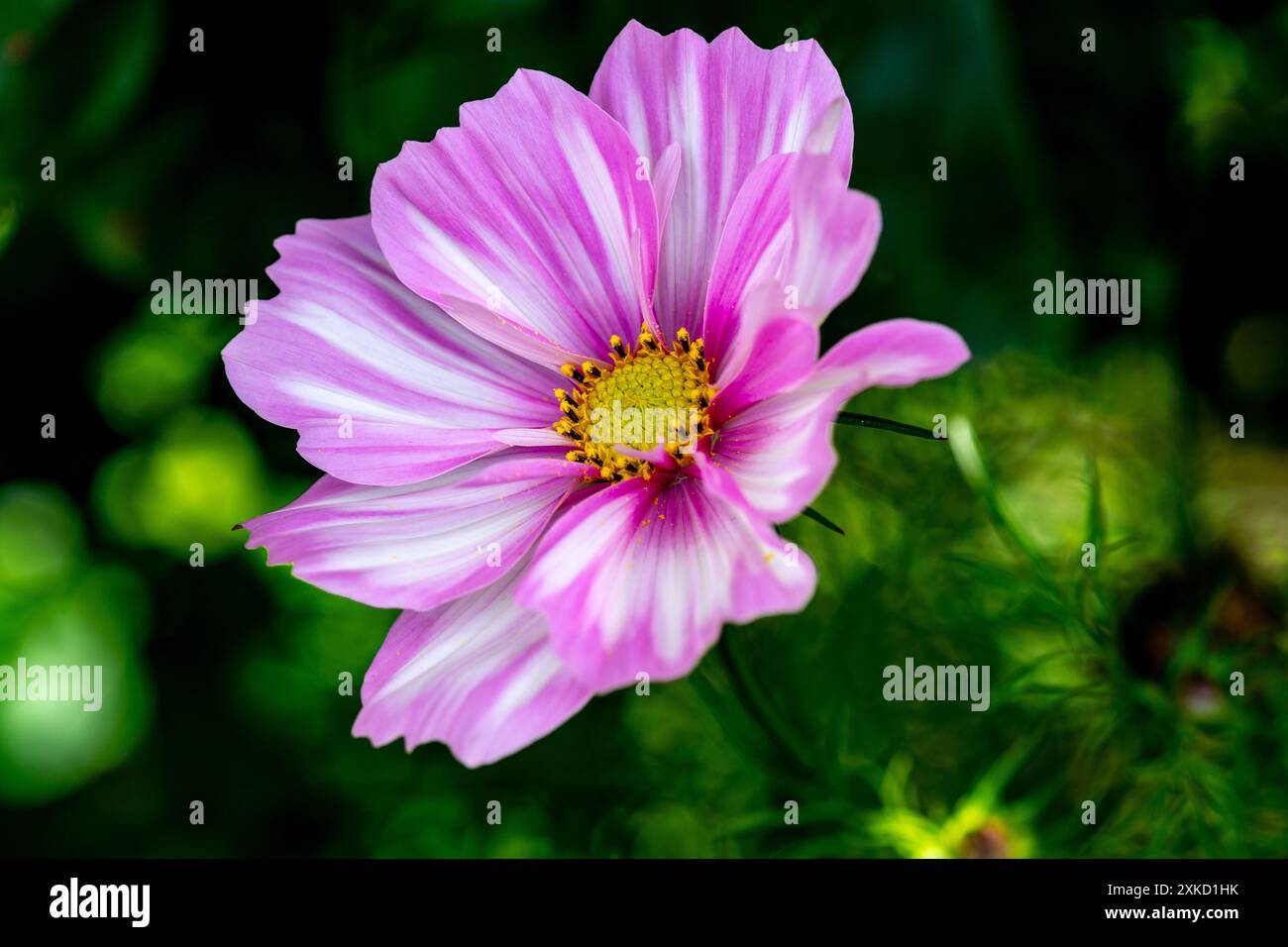 Perennial cosmos hi-res stock photography and images - Alamy