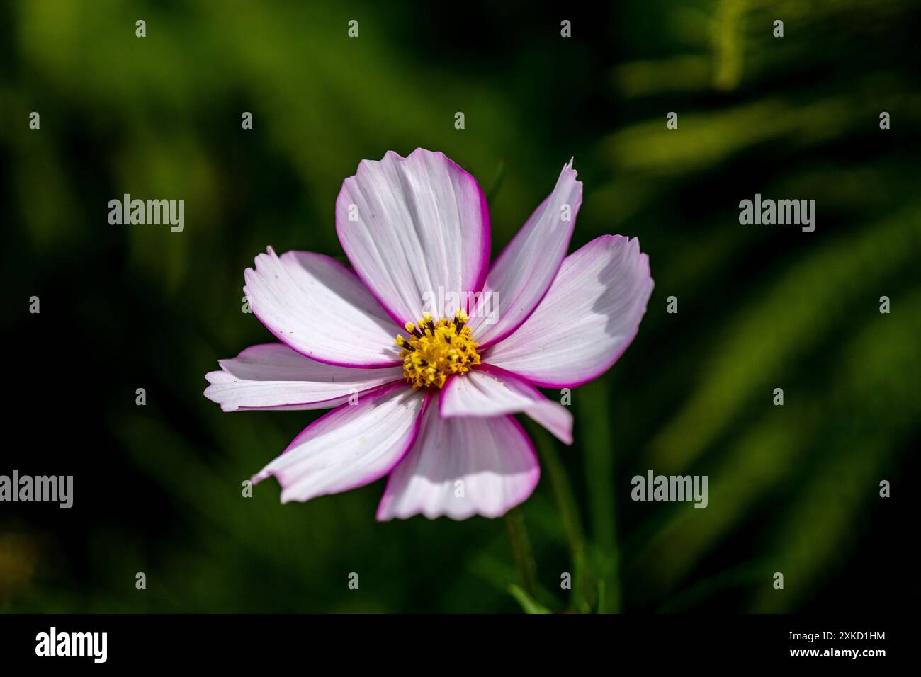 Cosmos Bipinnatus Fizzy Rose Picotee Stock Photo - Alamy