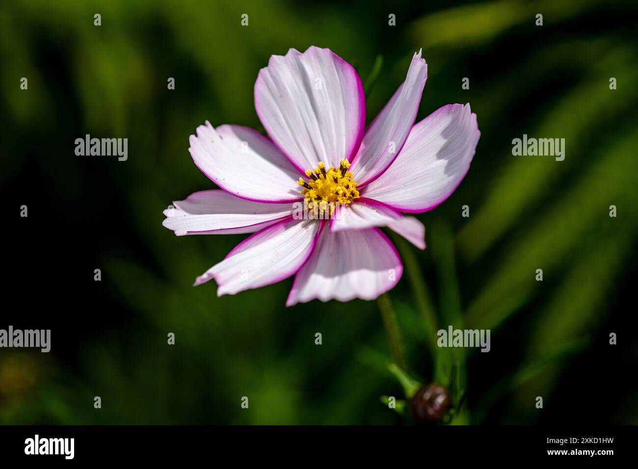 Cosmos Bipinnatus Fizzy Rose Picotee Stock Photo - Alamy
