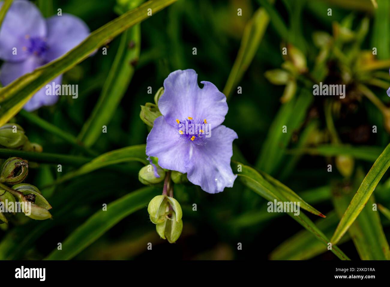Tradescantia illustration hi-res stock photography and images - Alamy