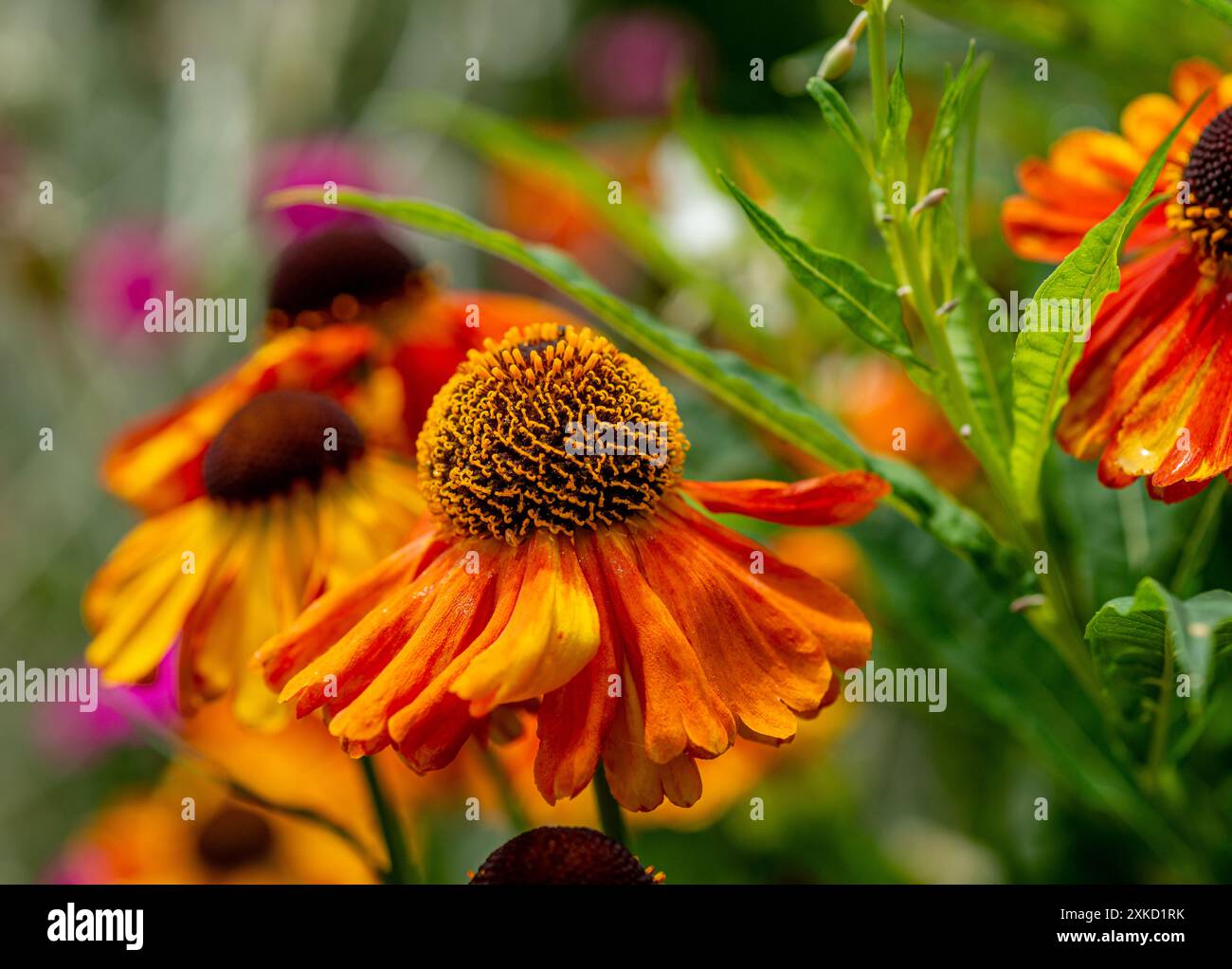 Helenium autumnale hi-res stock photography and images - Alamy