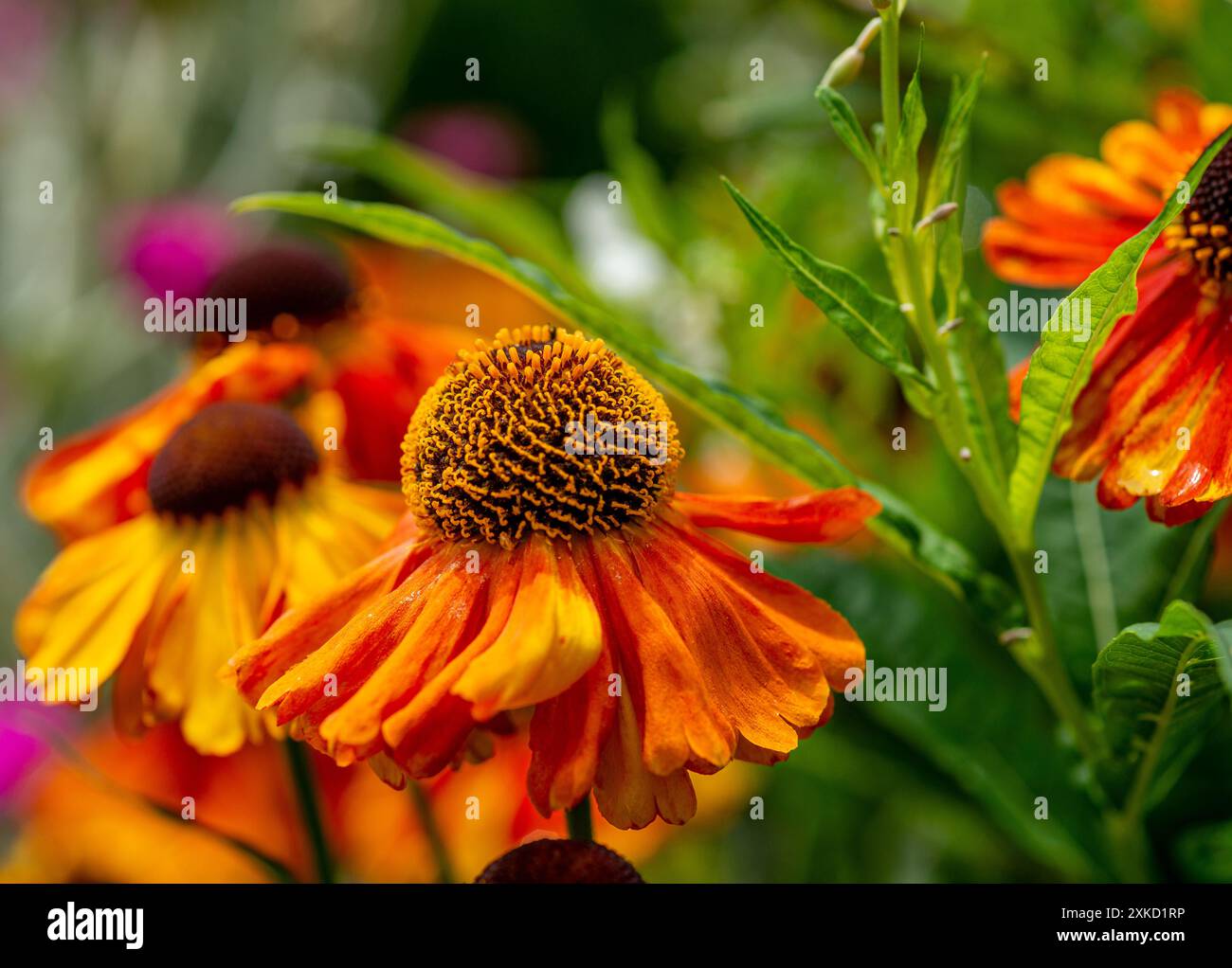 Helenium autumnale hi-res stock photography and images - Alamy