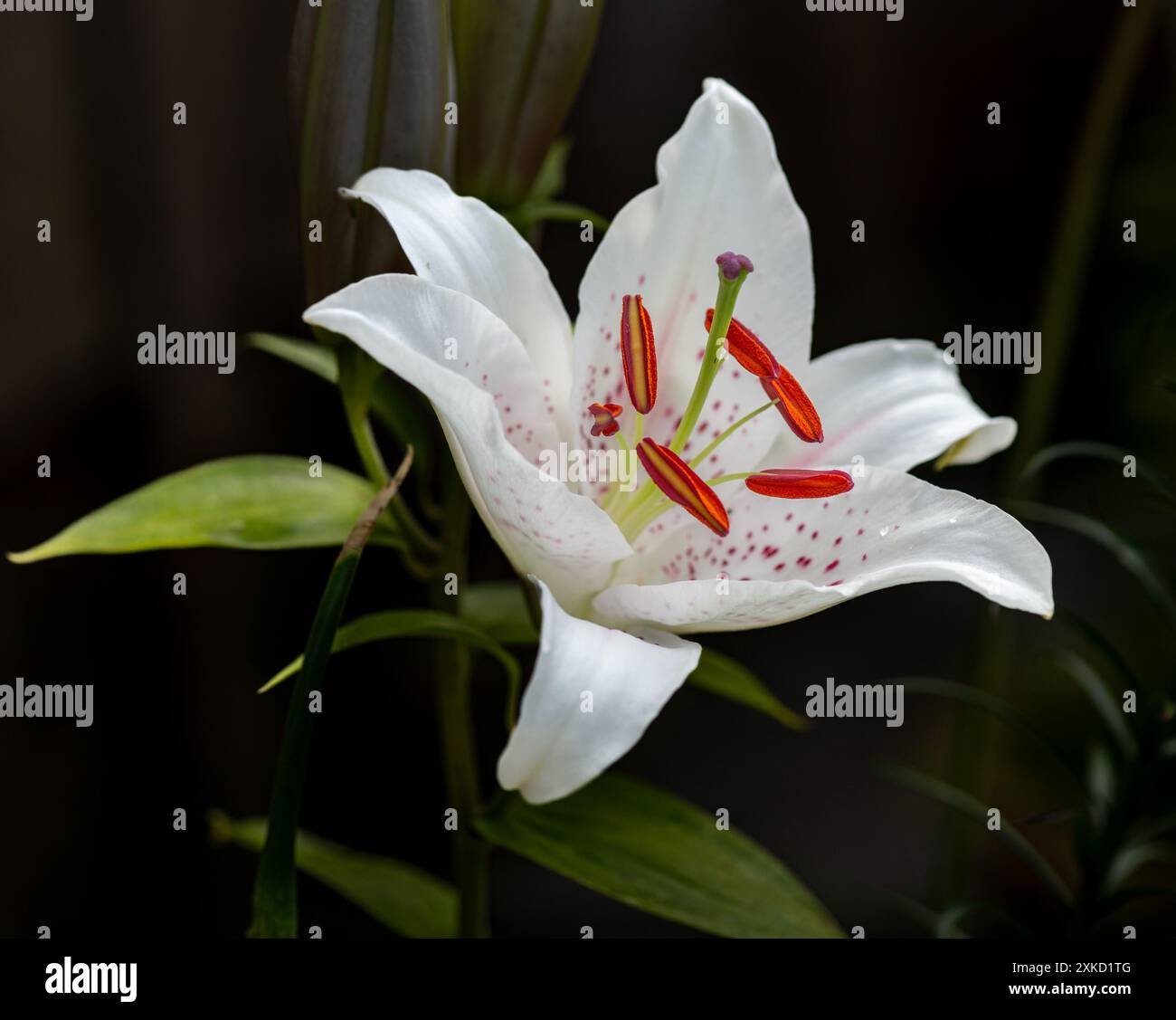 Candidum hi-res stock photography and images - Alamy