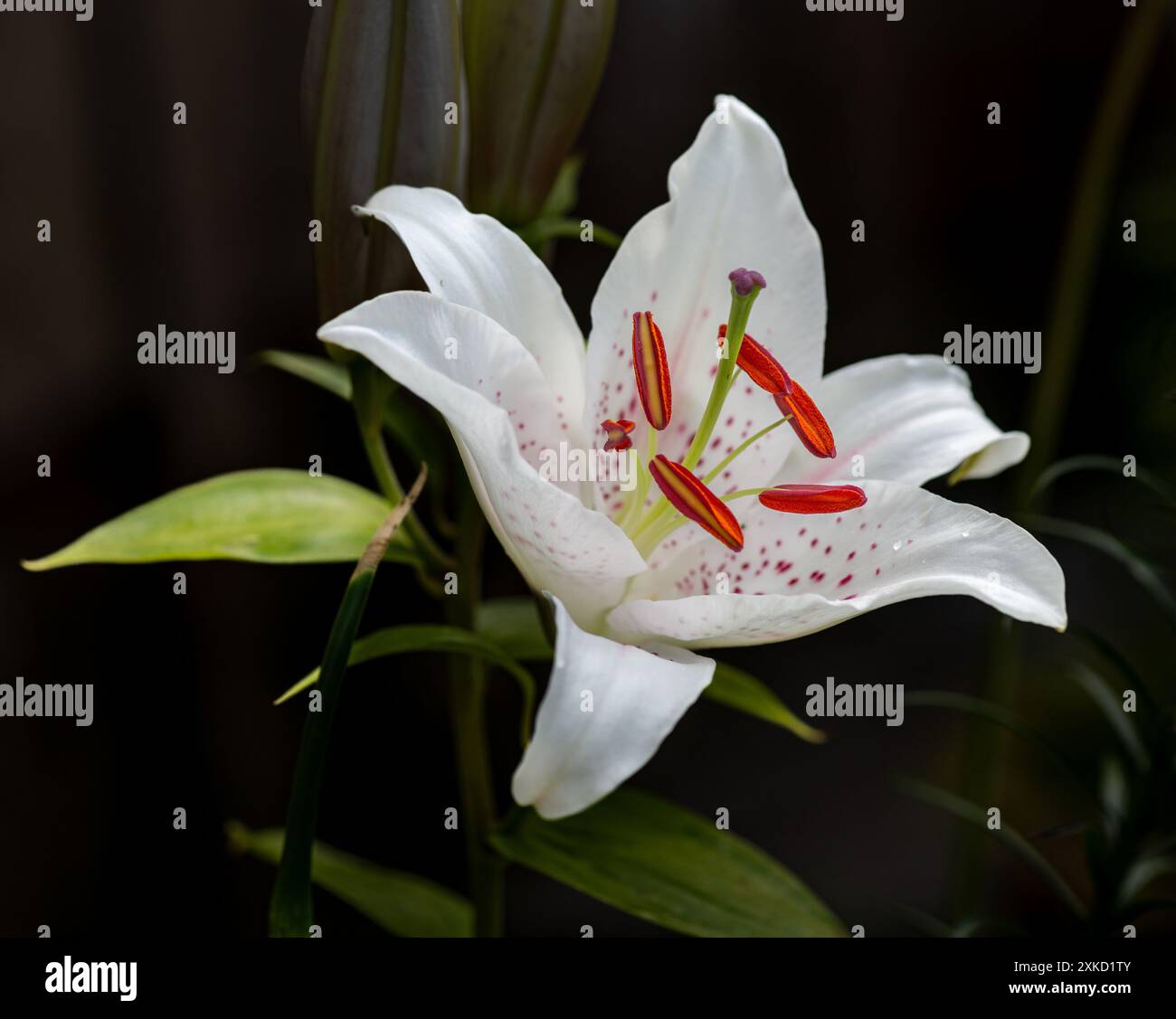 Candidum hi-res stock photography and images - Alamy