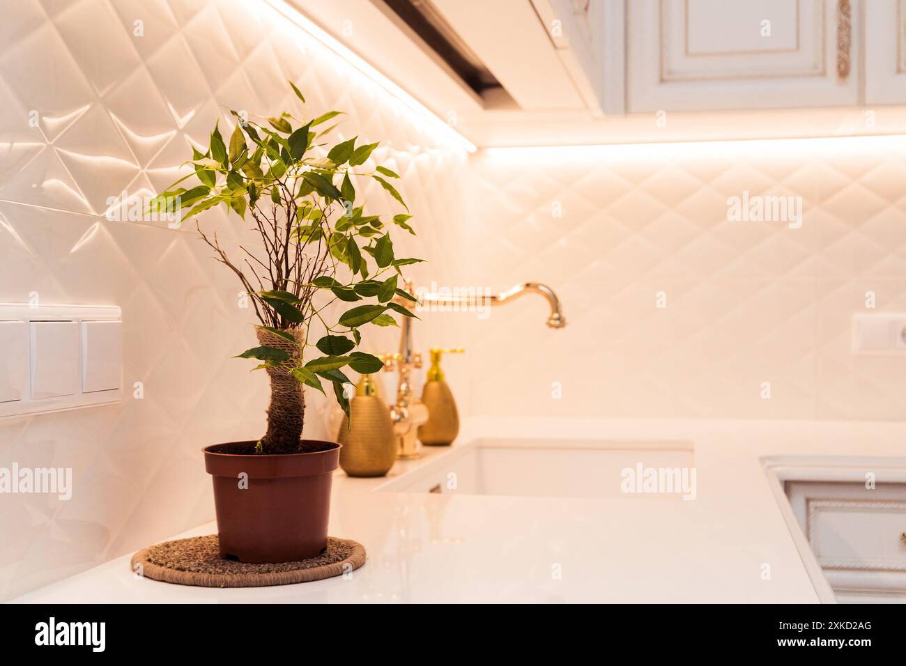 A Ficus bonsai sits elegantly on a white kitchen countertop, surrounded ...
