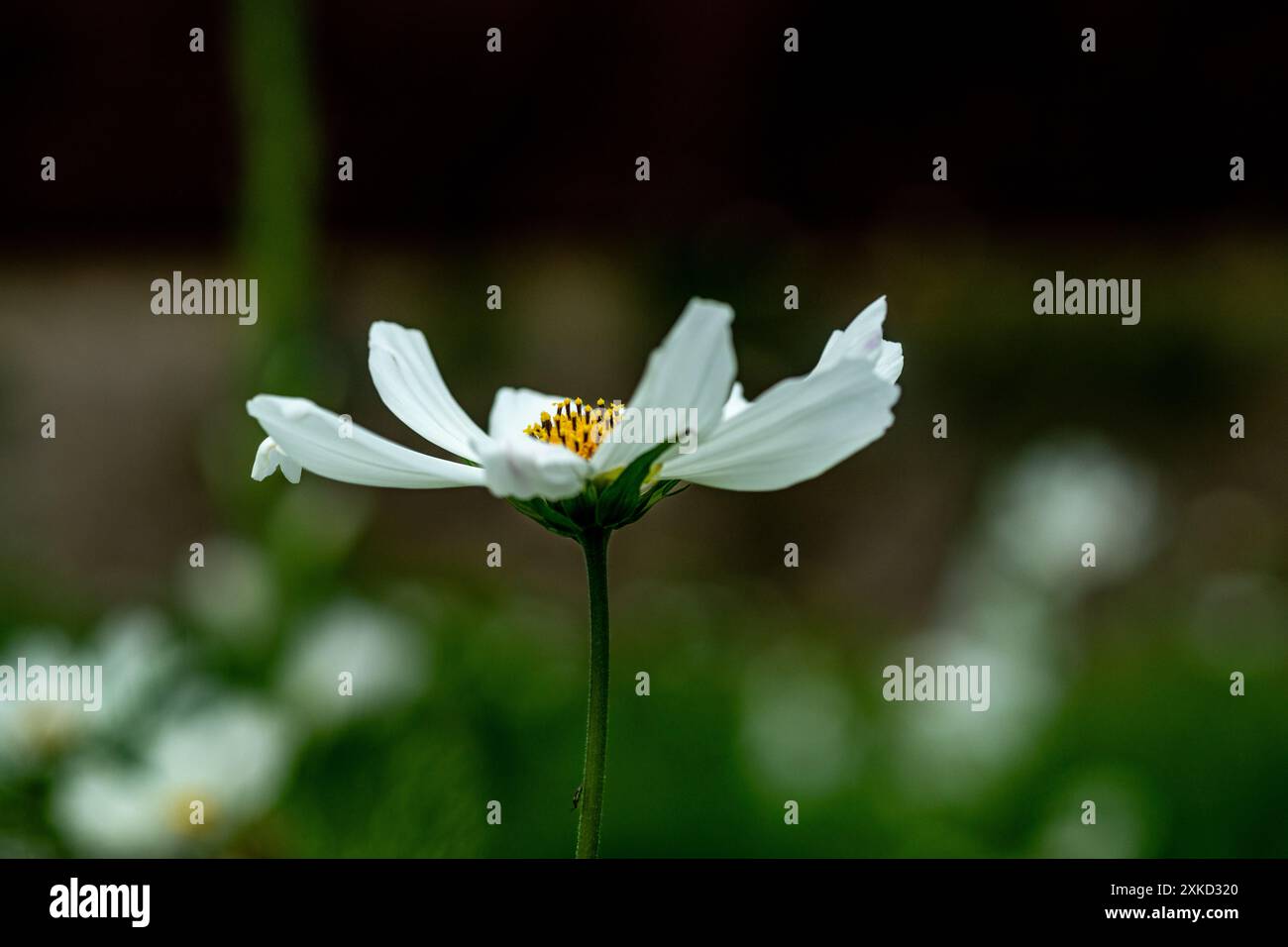 Leucanthemum superbum Stock Photo - Alamy