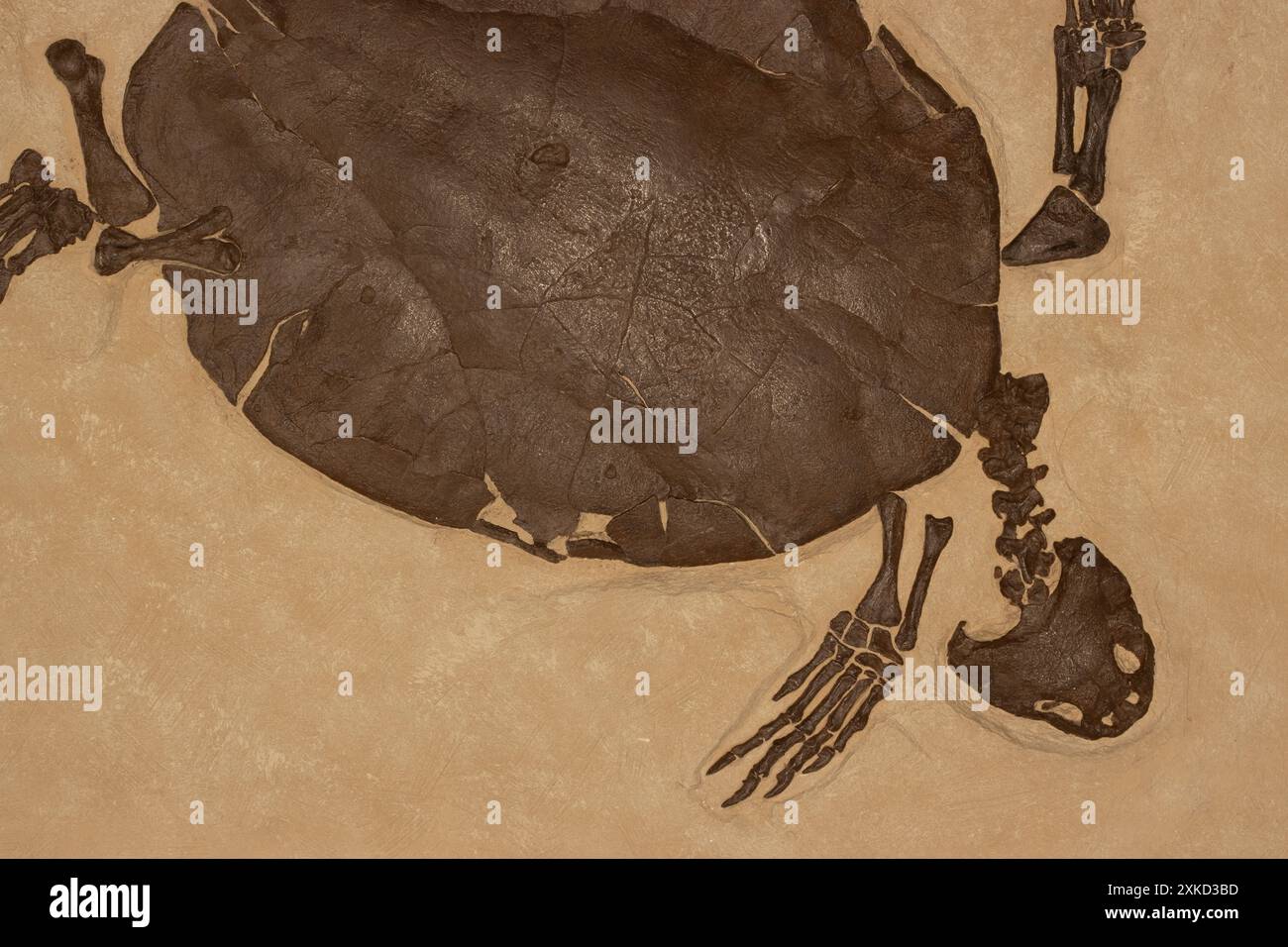 Fossil turtle, Cisternon undatum, from the Eocene Green River Formation ...